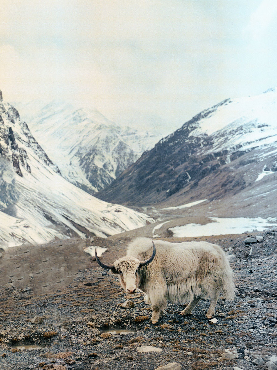 ANICHINI | Enlightened Luxury